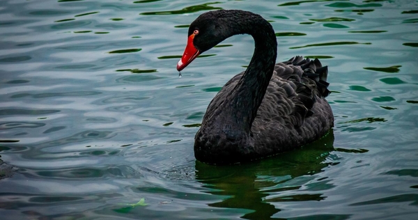 Den sorte svane holder vingerne i ro | Dansk Aktionærforening